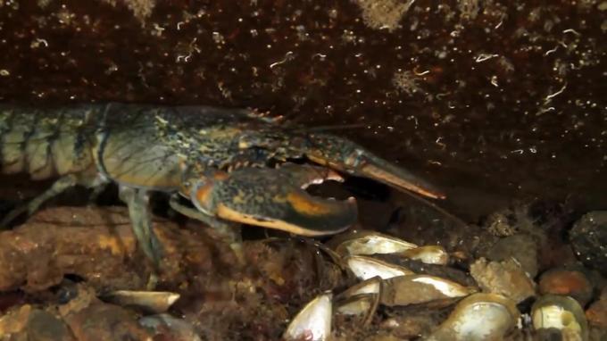 В самом жарком месте на Земле нашли пресноводных ракообразных